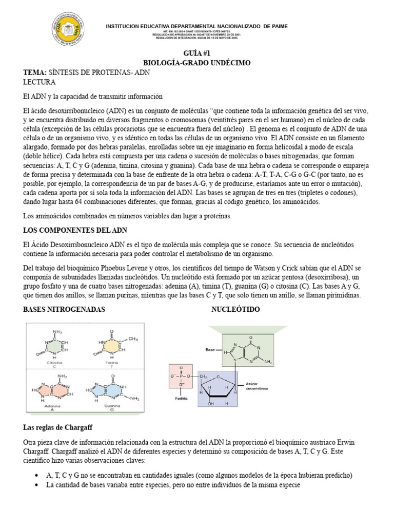 Guía 1 Adn Undécimo | PDF | Adn | Nucleótidos