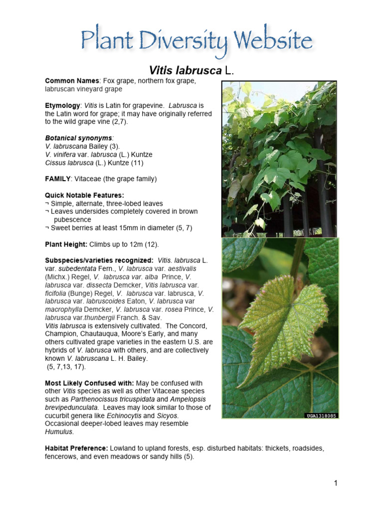 Vitis Labrusca | PDF | Vitis | Plants