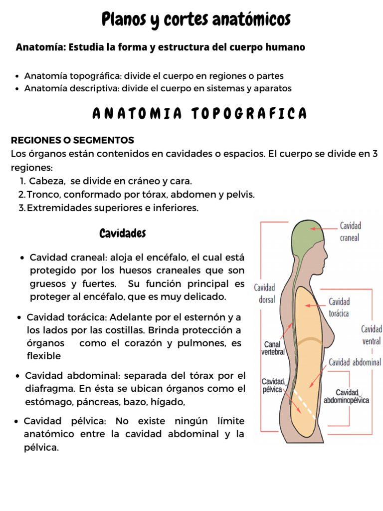 Planos y Cortes Anatómicos | PDF