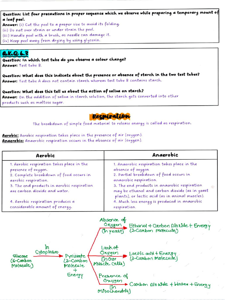 Respiration in Text Activities& Questions | PDF | Respiratory Tract ...