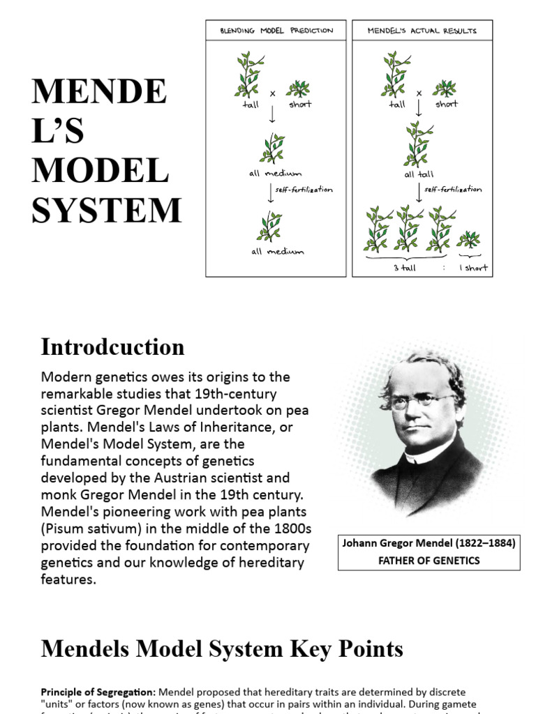Mendel's Model System in Genetics | PDF | Genetics | Heredity