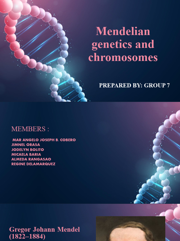 Mendelian Genetics and Chromosomes | PDF | Dominance (Genetics) | Genetic Disorder