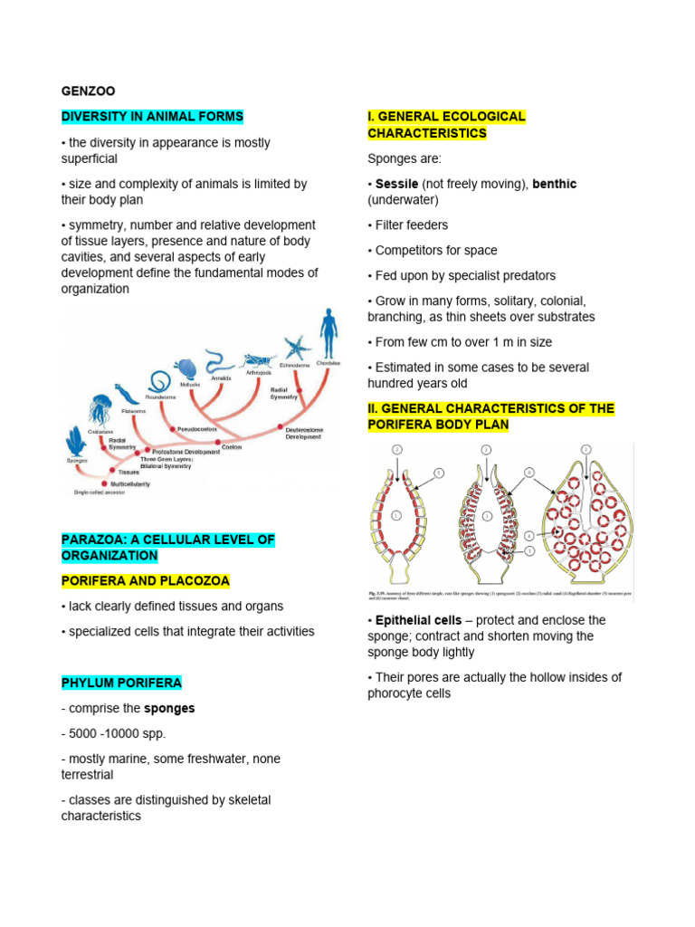 Genzoo Phyla | PDF | Sponge | Nematode