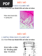 Bài 1 - Biểu Mô | PDF