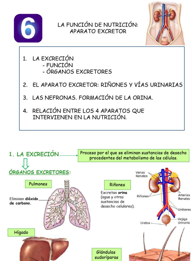 Tema 6. Aparato Excretor | PDF | Riñón | Sistema urinario