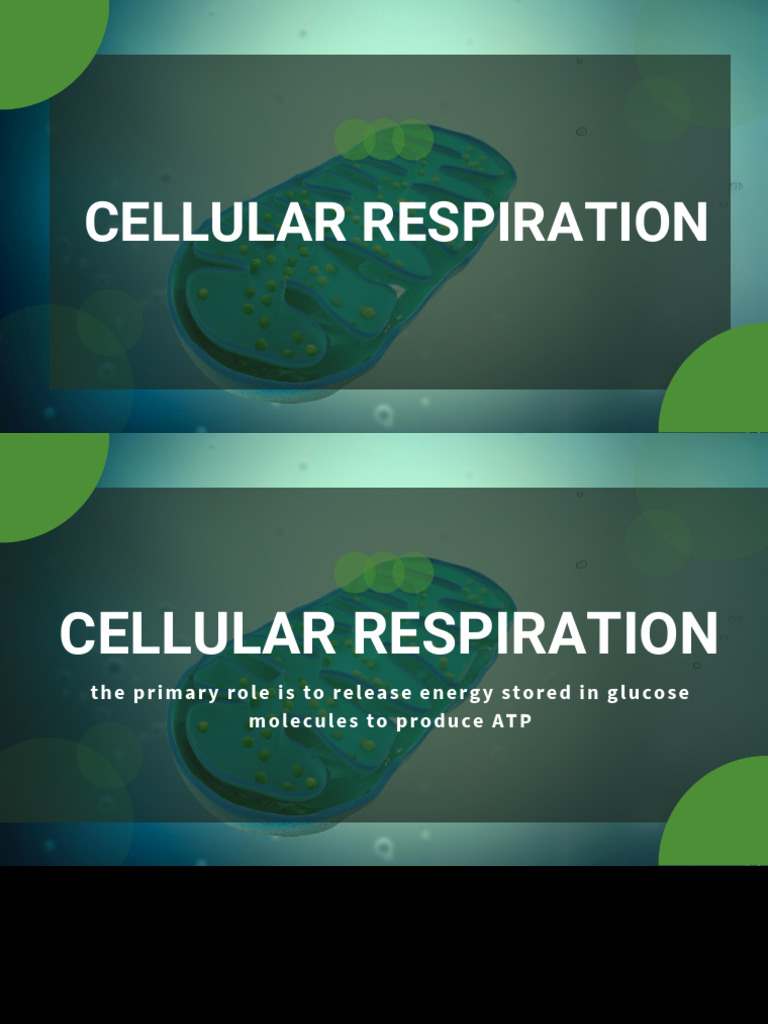 Cellular Respiration | PDF | Diet & Nutrition | Chemistry