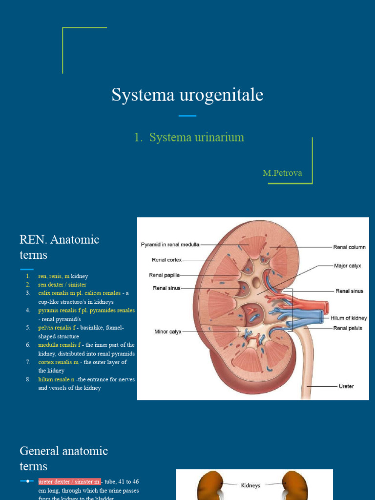 Urogenital System Anatomy and Disorders | PDF | Kidney | Urinary System