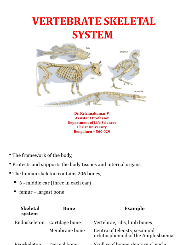 Skeletal System | PDF | Skeleton | Bone