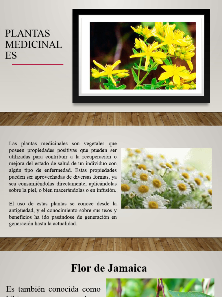 Plantas Medicinales | PDF | Plantas medicinales | Plantas