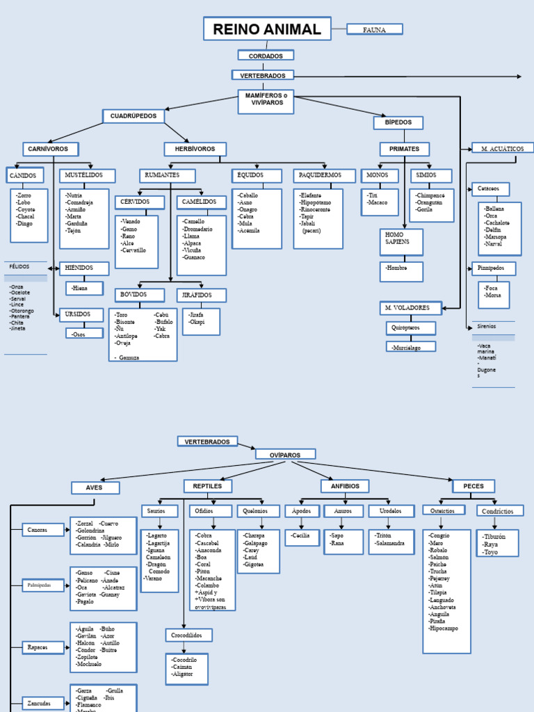 Mapa Conceptual Del Reino Animal | PDF | Taxa | Primeras apariciones ...