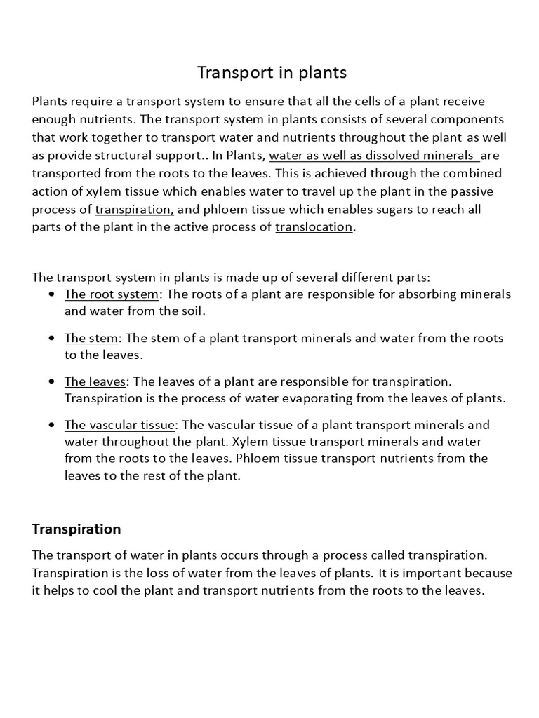 Plant Transport System Explained | PDF | Stoma | Leaf