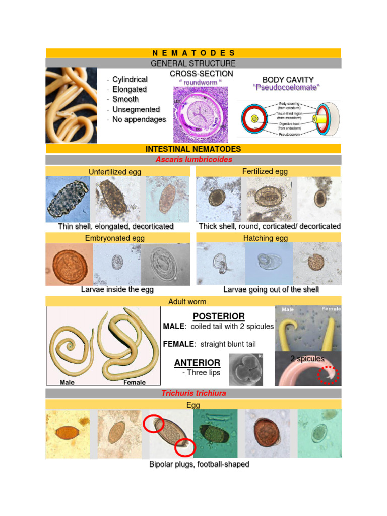 Pool of Pictures - Parasitic Worms and Eggs | PDF | Animals And Humans ...