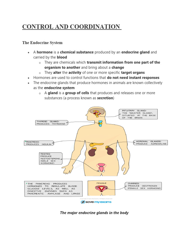 Control and Coordination | PDF | Chemical Synapse | Action Potential