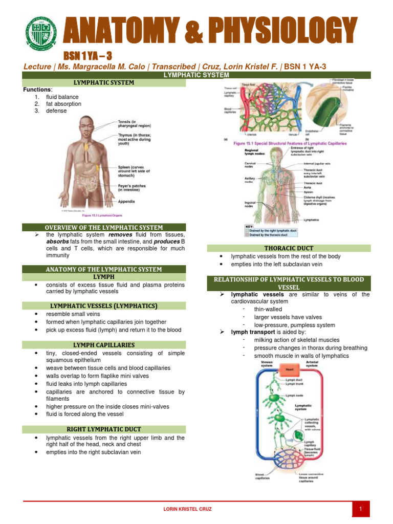 Lymphatic Systems Pdf Lymphatic System Lymph Node