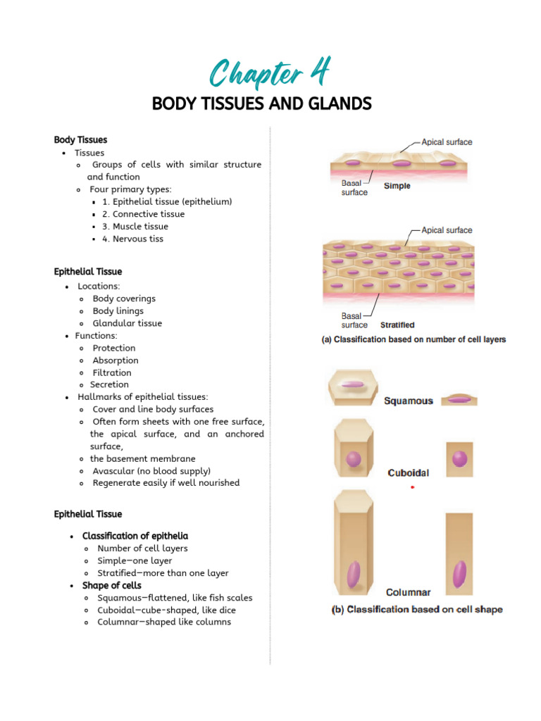 Body Tissues and Glands Overview | PDF | Epithelium | Connective Tissue
