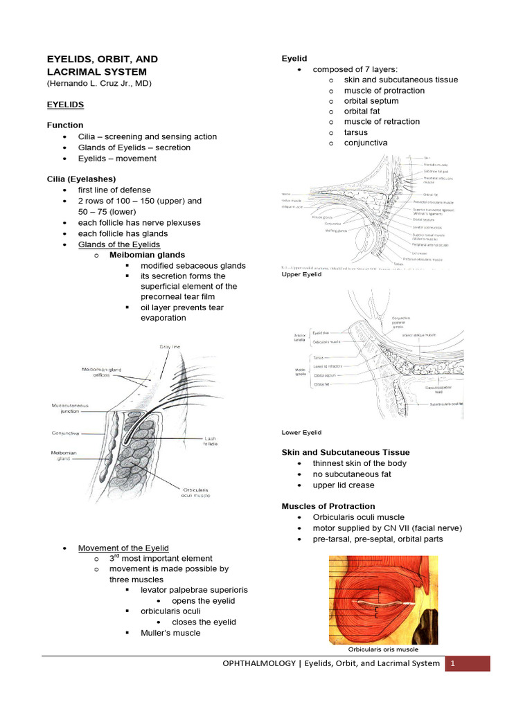 Optha Eyelids Orbit Lacrimal DR - Hernando L. Cruz JR | Download Free ...