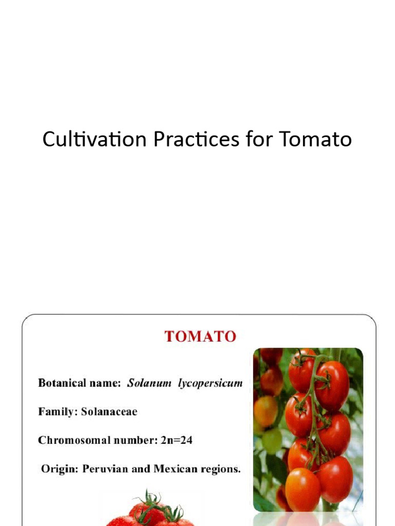 Cultivation Practices for Tomato | PDF | Tomato | Mulch