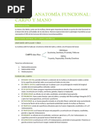 Anatomía de las Falanges de la Mano | PDF | Mano | Articulación