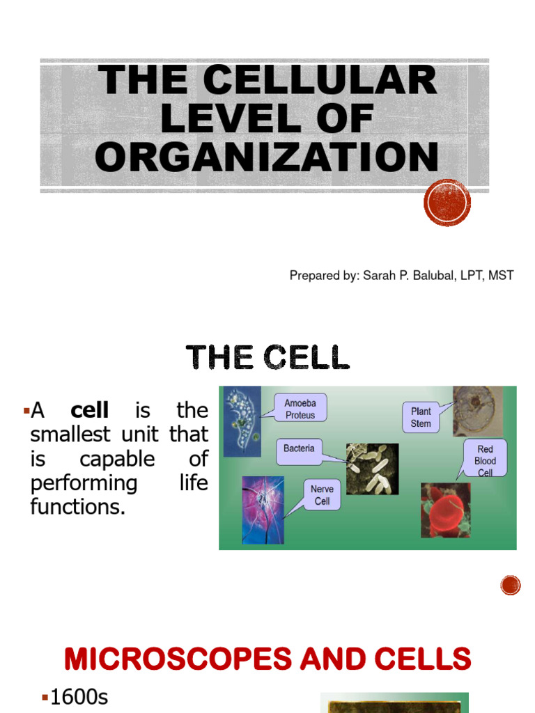 The Cellular Level of Organization | PDF | Cell (Biology) | Endoplasmic Reticulum