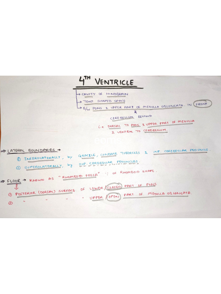 4th Ventricle | PDF