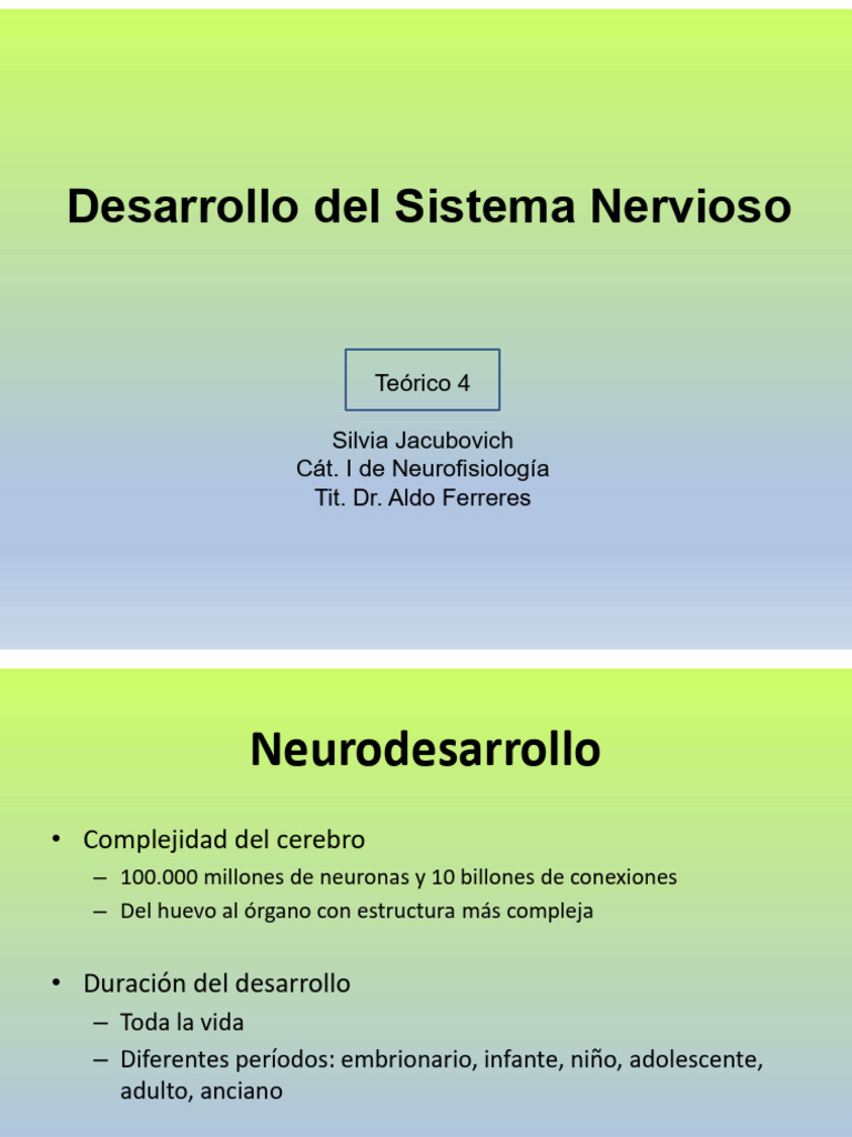 ontogenesis (desarrollo) | PDF | Neurona | Sinapsis