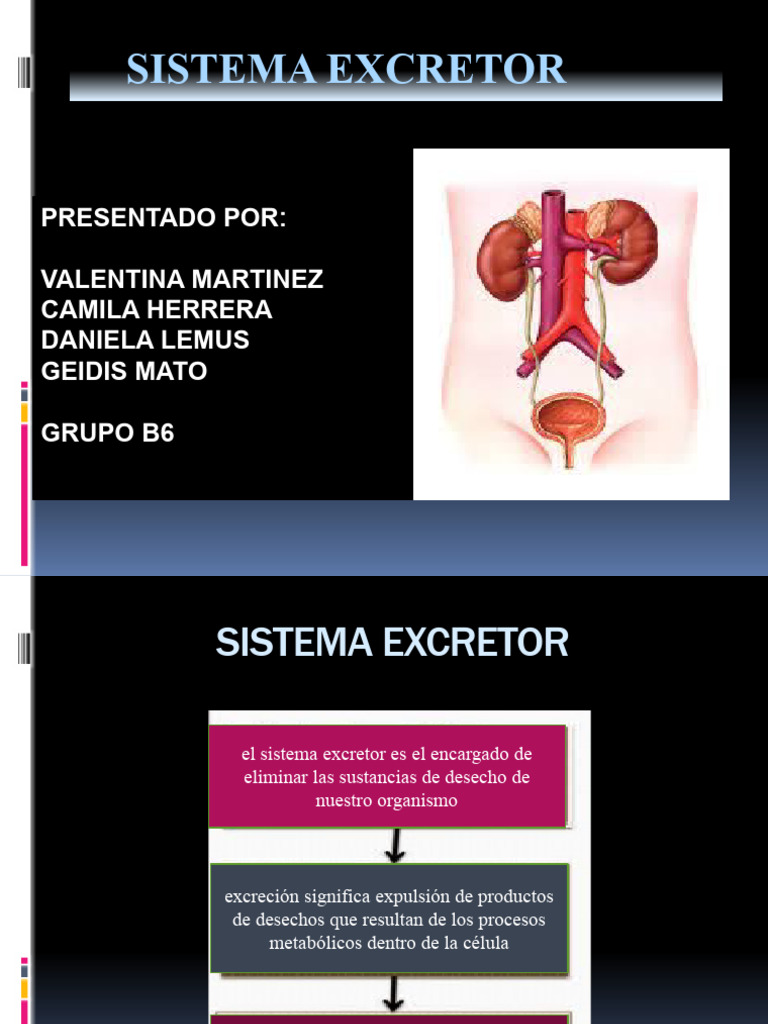 Exposicion Del Sistema Excretor | PDF