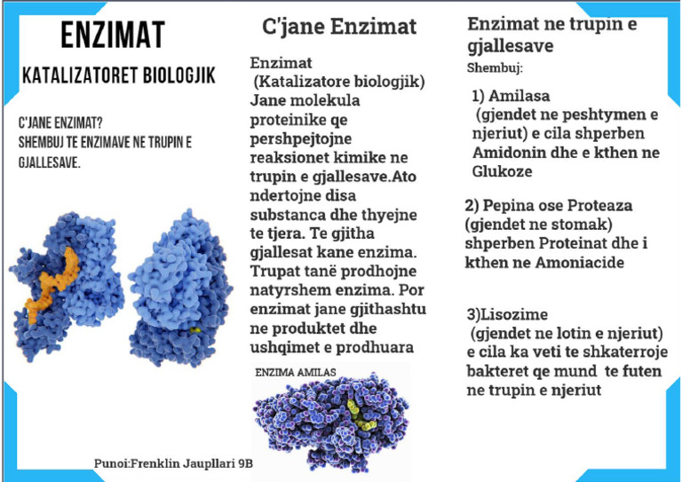 Document Enzimat | PDF