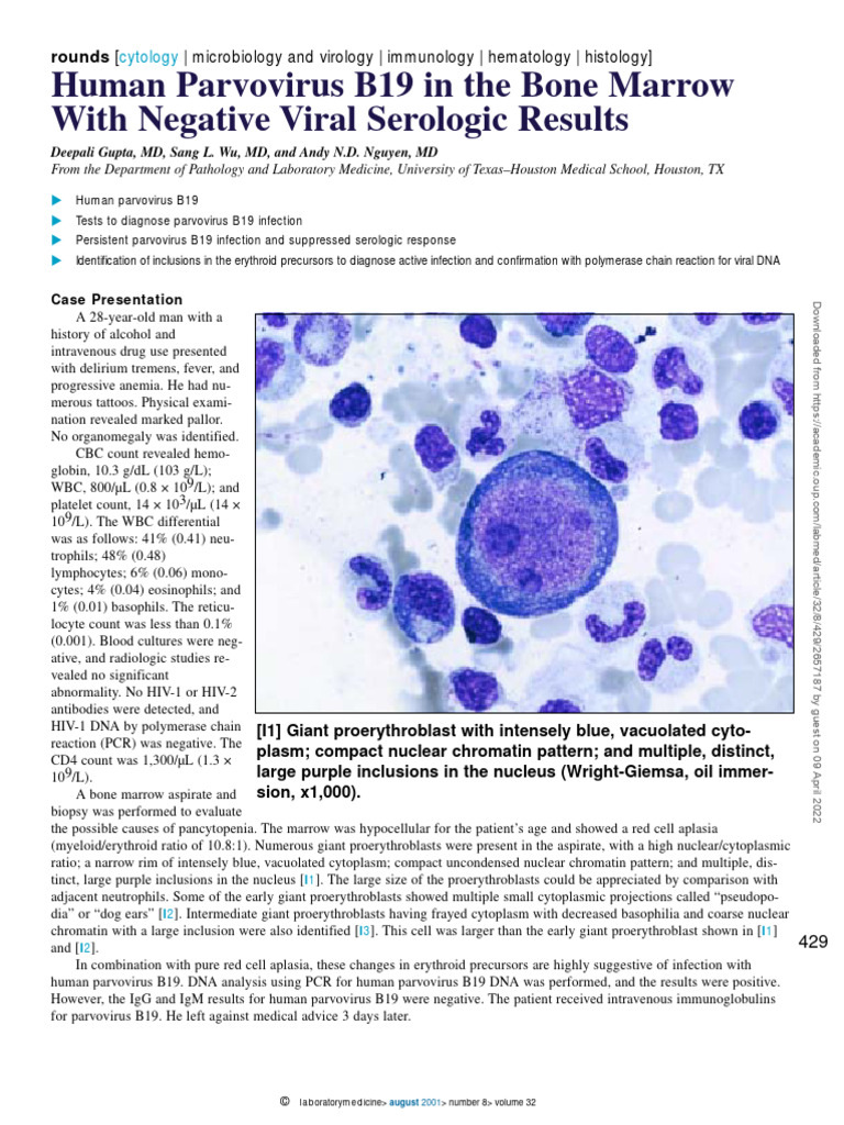 Human Parvovirus B19 in The Bone Marrow | PDF | Antibody ...