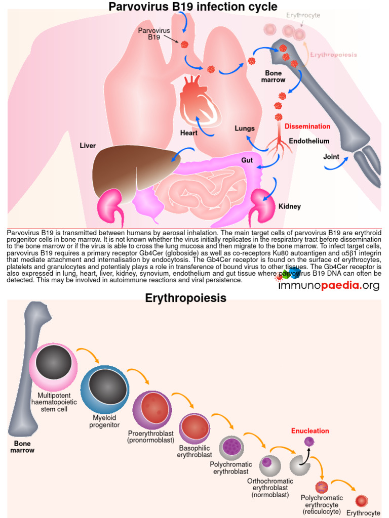 Parvovirus b19 15oct11 | PDF | T Helper Cell | B Cell