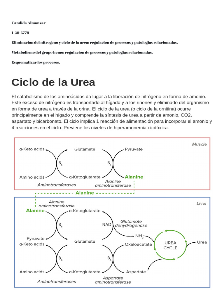 Eliminacion Del Nitrogeno y Ciclo de La Urea Regulacion de Procesos y Patologias Relacionadas ...