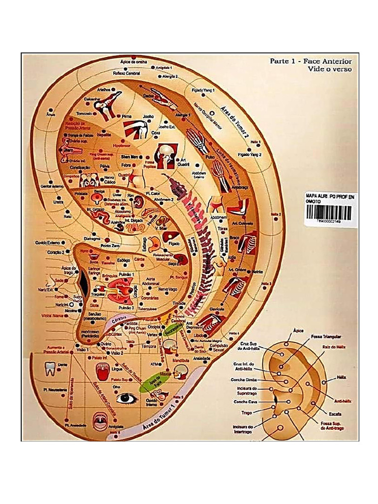 Auricula - Mapa 2 | PDF