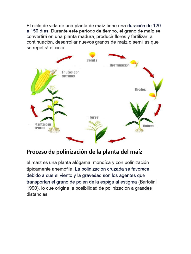 Ciclo de Vida del Maíz en 150 Días | PDF