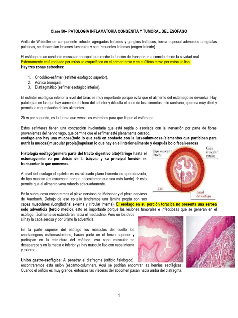 Clase 50 - Patologia Inflamatoria Congenita y Tumoral Del Esofago | PDF ...