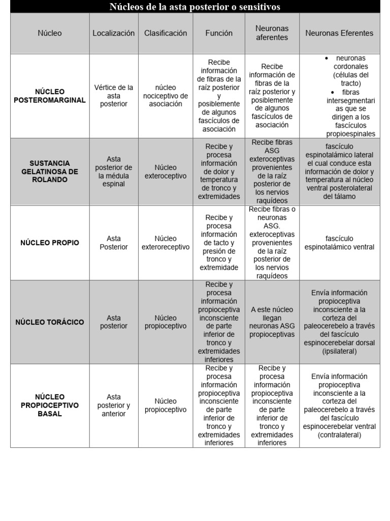 Núcleos de La Asta Posterior o Sensitivos | PDF | Médula espinal | Nervio