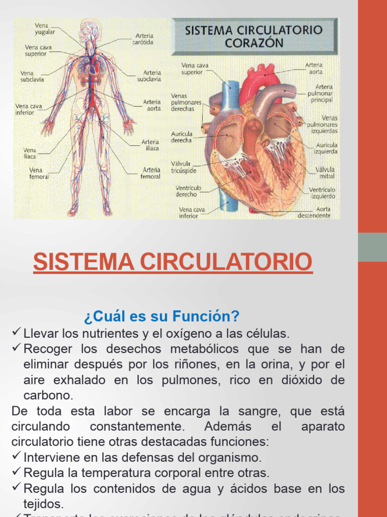 Sistema Circulatorio Pdf Vena Corazón