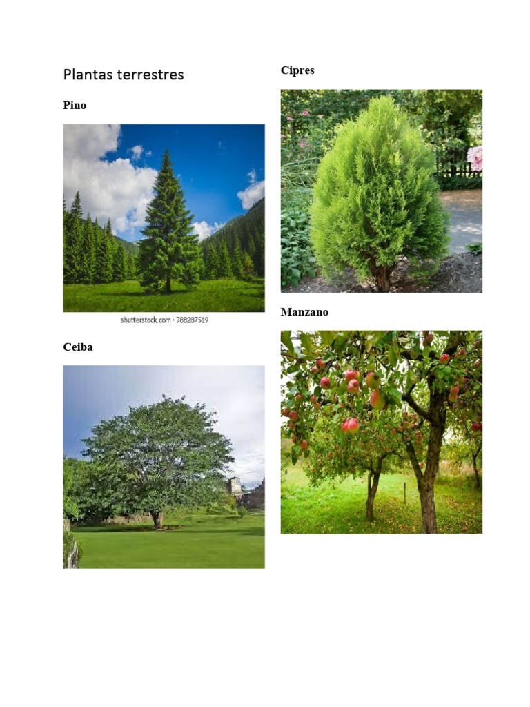 Plantas Terrestres y Aereas | PDF