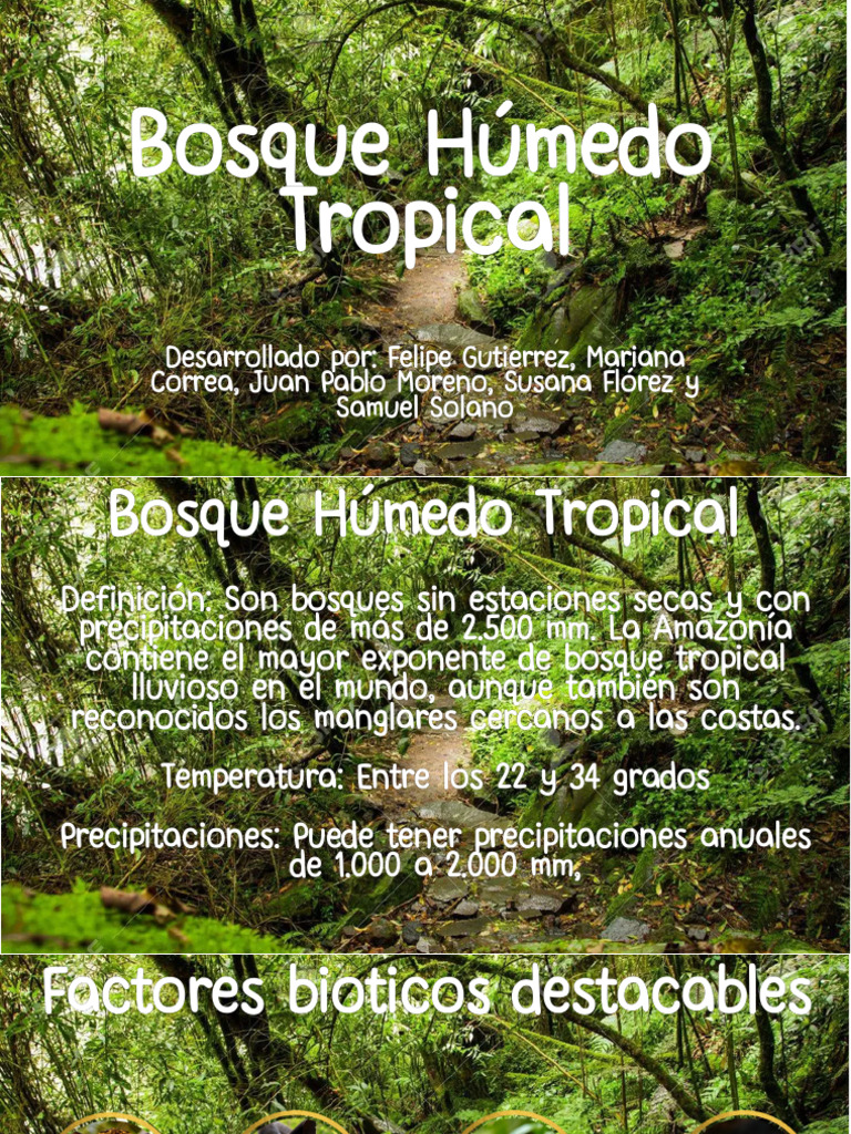 Bosque Húmedo Tropical 2022 | PDF | Los bosques | Jaguar