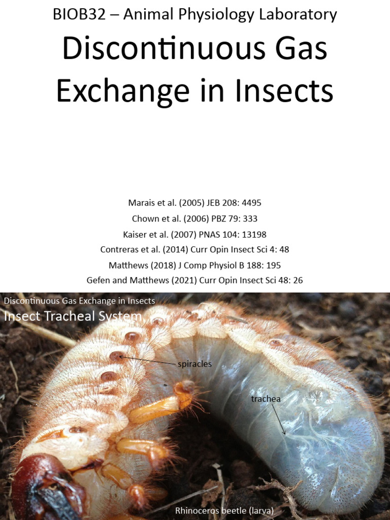 3 - Discontinuous Gas Exchange in Insects | Download Free PDF | Insects ...