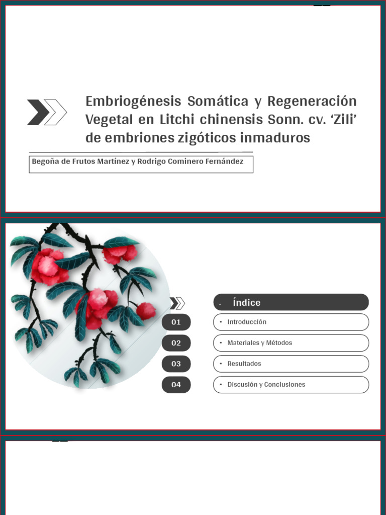 Embriogenesis Somática Litchi - Rodrigo Cominero y Begoña de Frutos ...