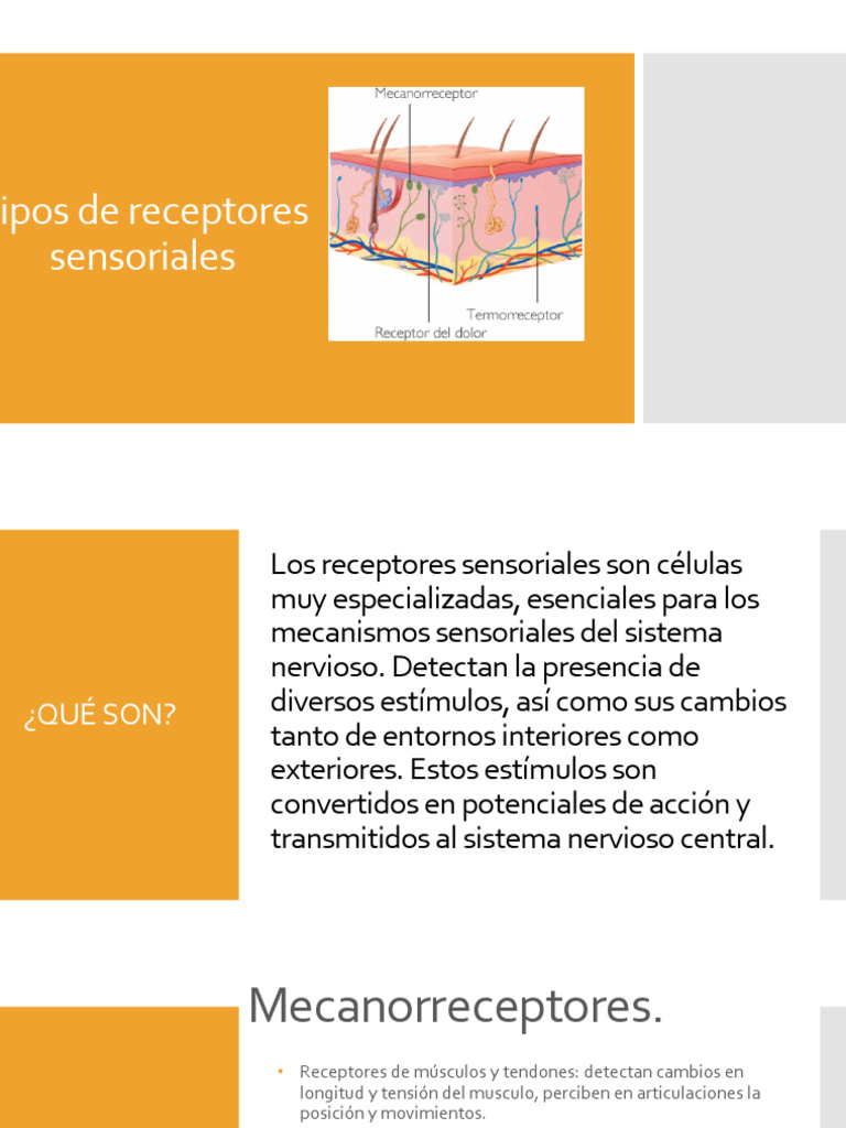 Tipos de Receptores Sensoriales | PDF