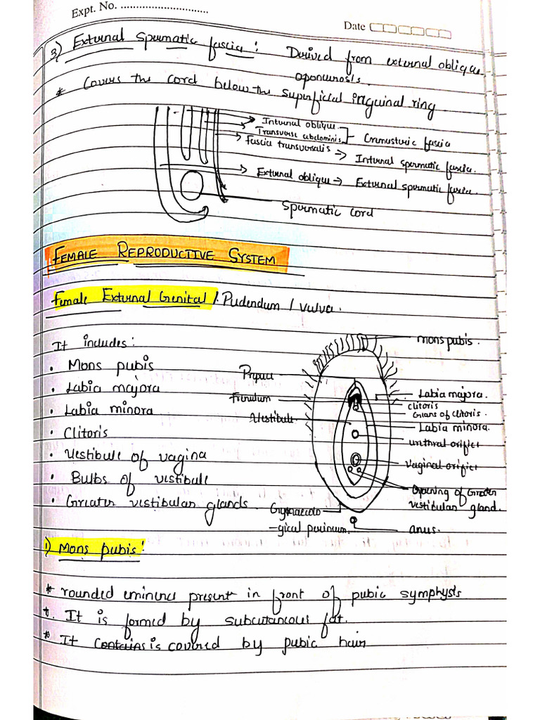 Female External Genital | PDF