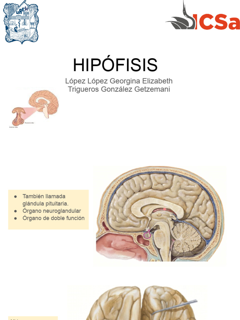Hipofisis Anatomía | PDF | Glándula pituitaria | Hormona luteinizante