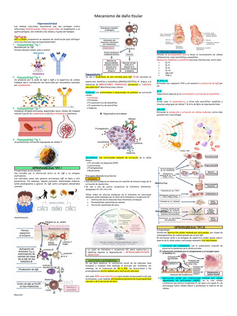 Mecanismo de Daño Tisular | PDF | Sistema inmune | Inflamación
