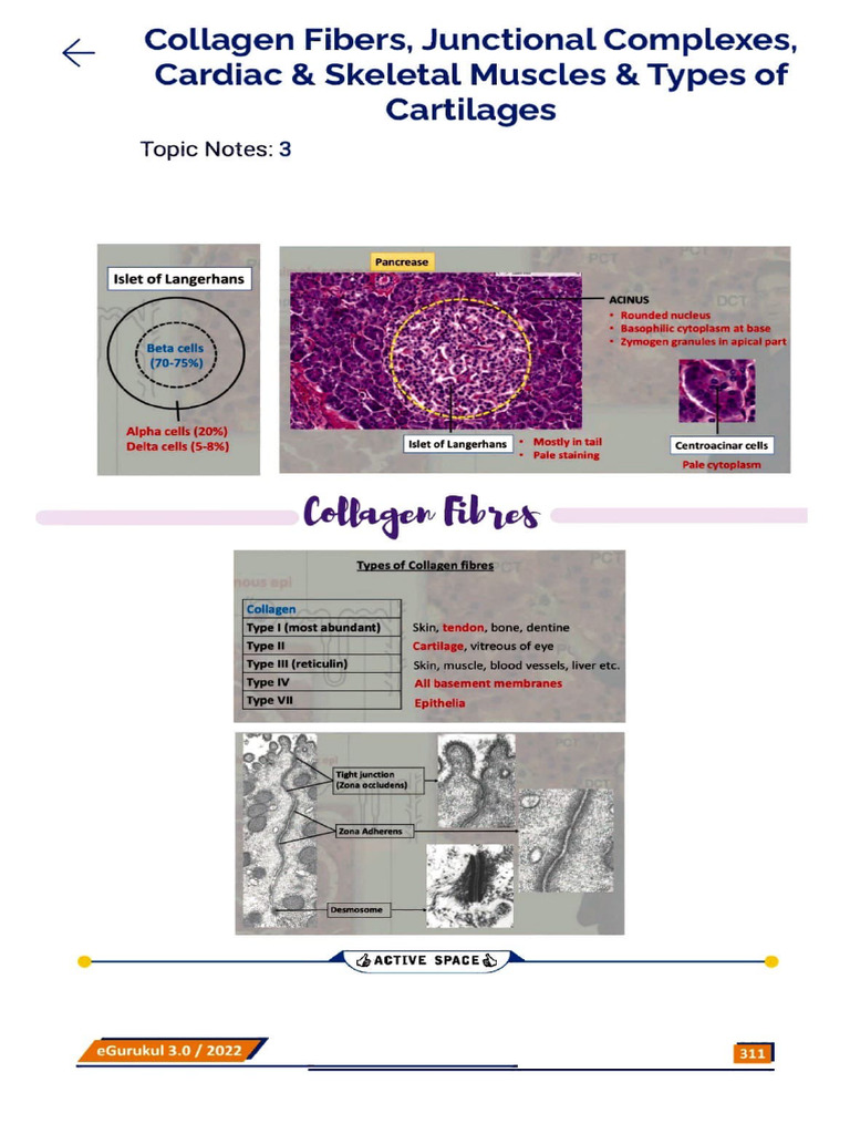 Collagen Fibres | PDF | Collagen | Tendon