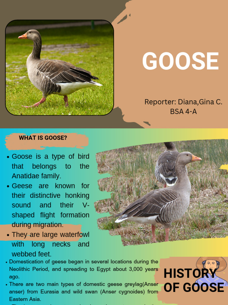 Poultry (Goose) | PDF | Goose | Infection