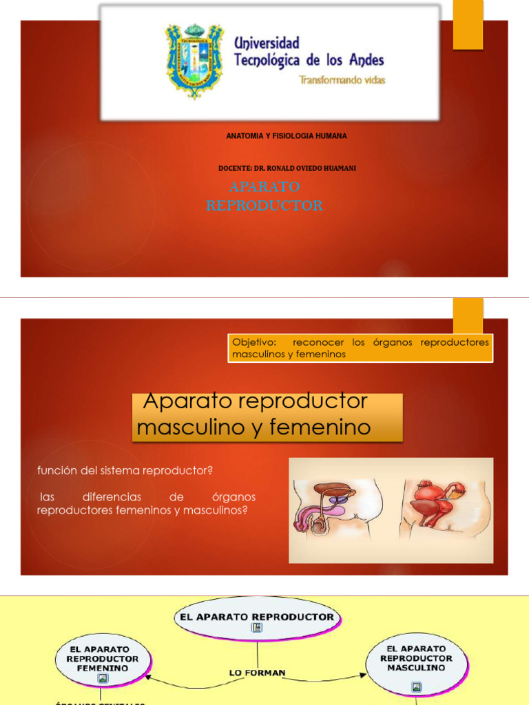 Aparato Reproductor | PDF | Sistema reproductivo | Sexo