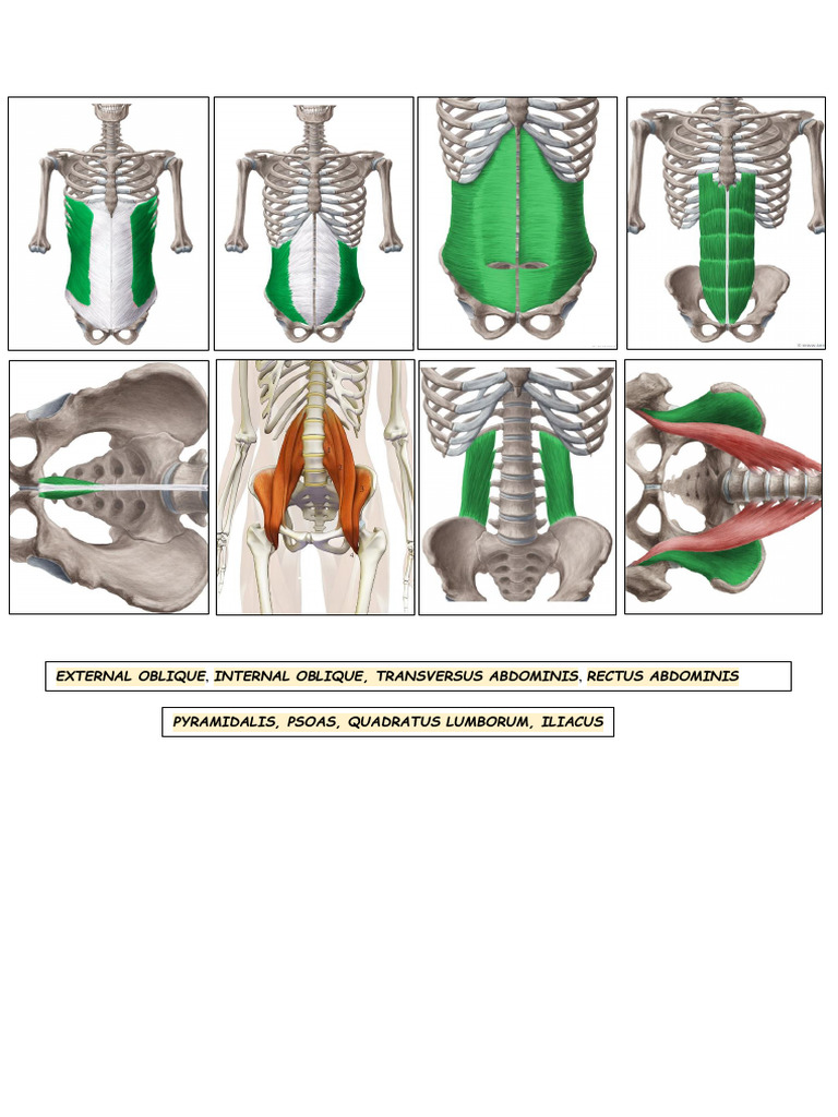 Core Muscle Anatomy Overview | PDF