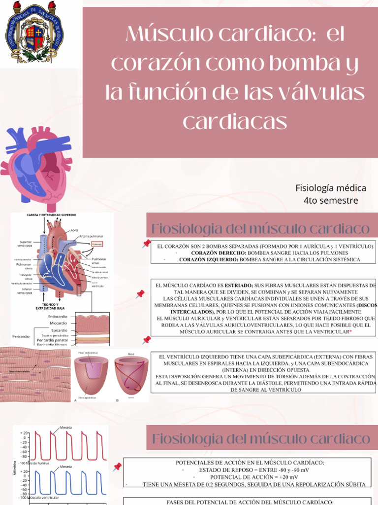 Músculo cardiaco el corazón como bomba y la unción de las válvulas ...