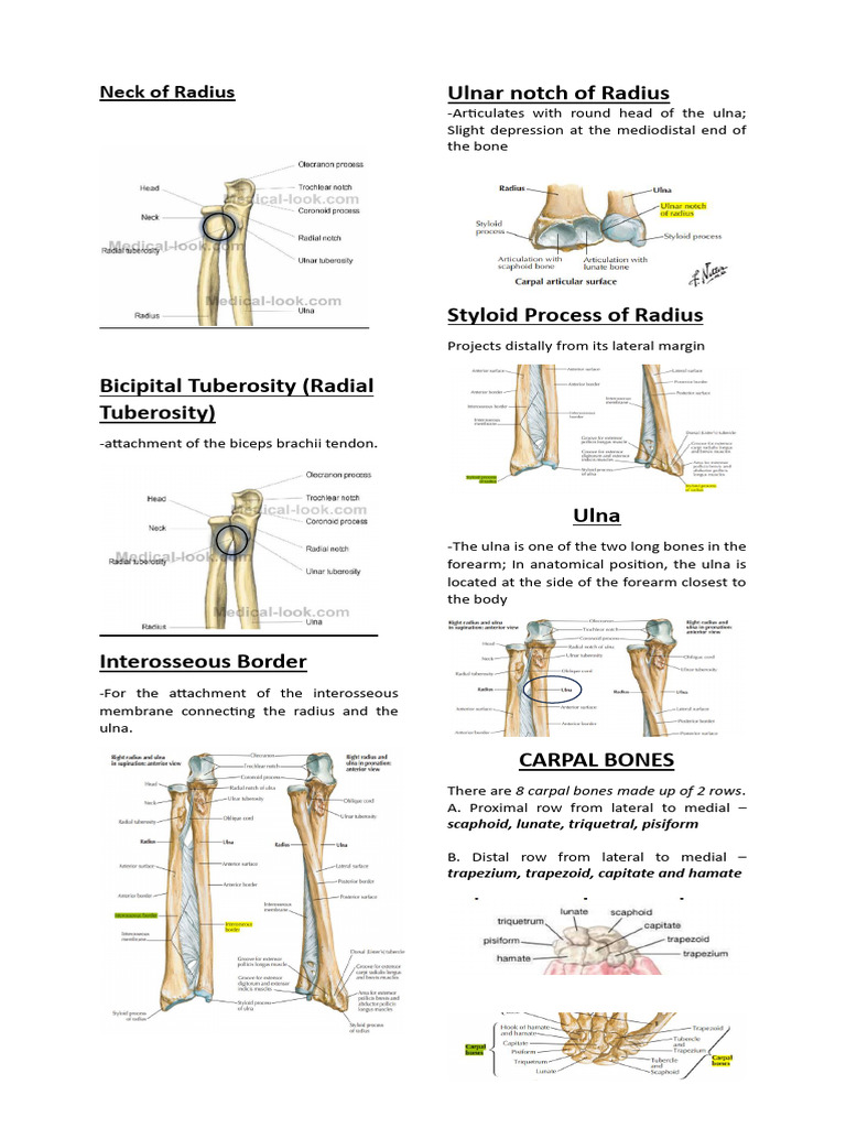 Skeletal System | PDF | Foot | Human Leg