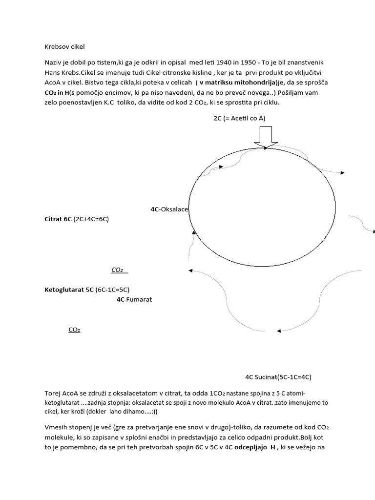 Krebsov Cikel 1AB | PDF